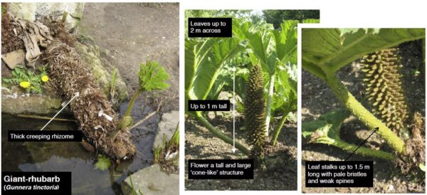Gunnera Tinctoria Control and Solutions from INVAS Biosecurity ...