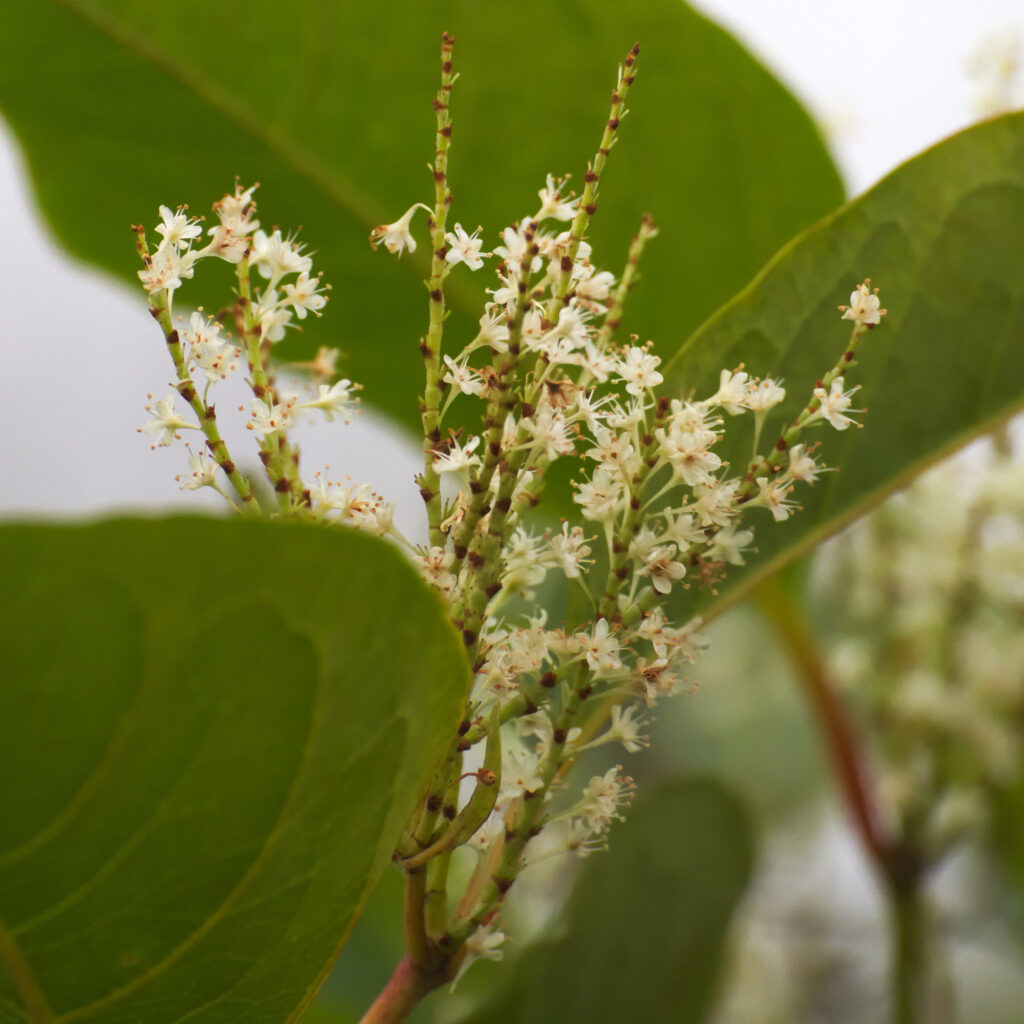 Japanese Knotweed - Invas BioSecurity - Ireland